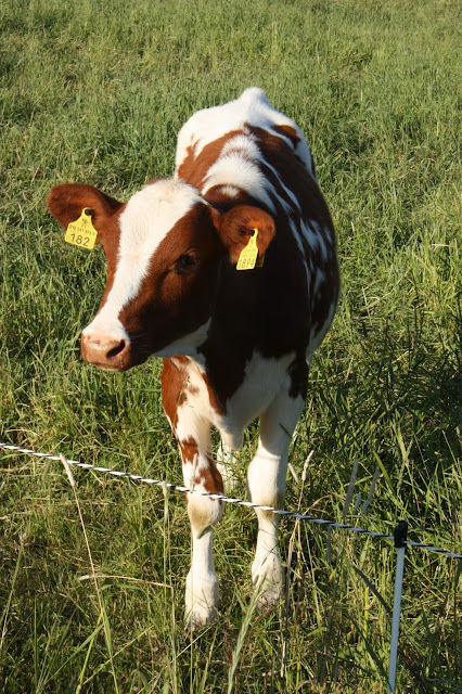 Under Kastanjen: Bland kossor och kor