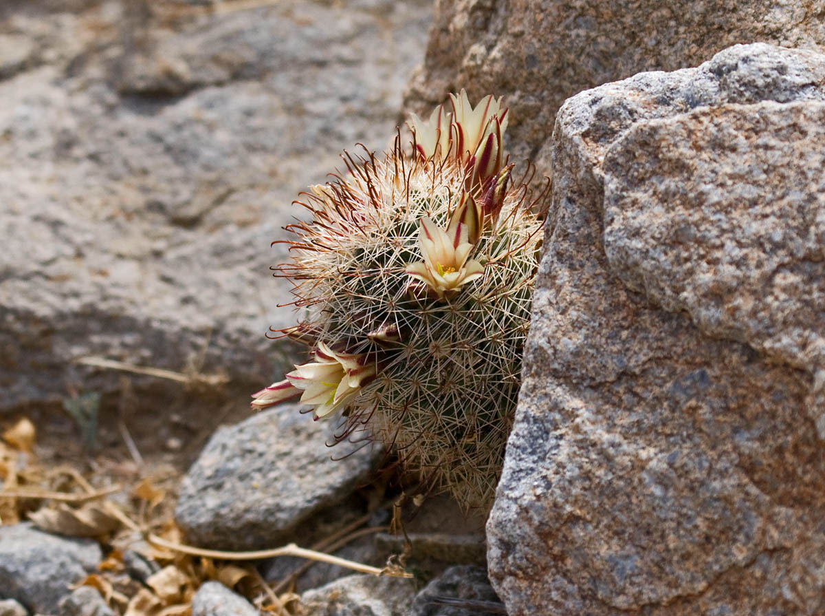 Anza-Borrego Desert: Cactus Loop Trail - Greg in San Diego