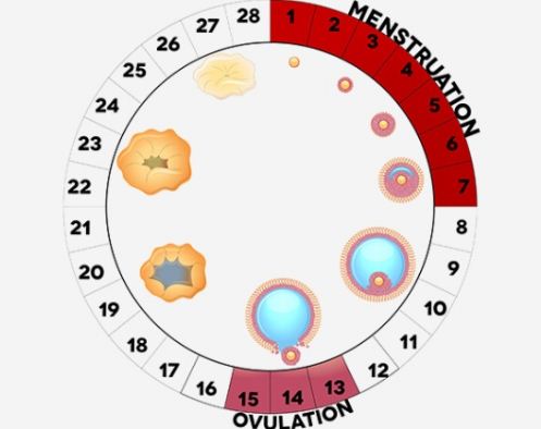 siklus haid pada wanita