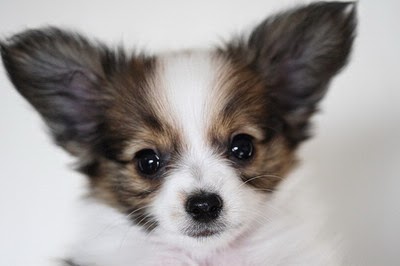 Rules of the Jungle: Papillon puppies