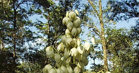 Why your Florida garden needs Yucca plants, and how to grow them
