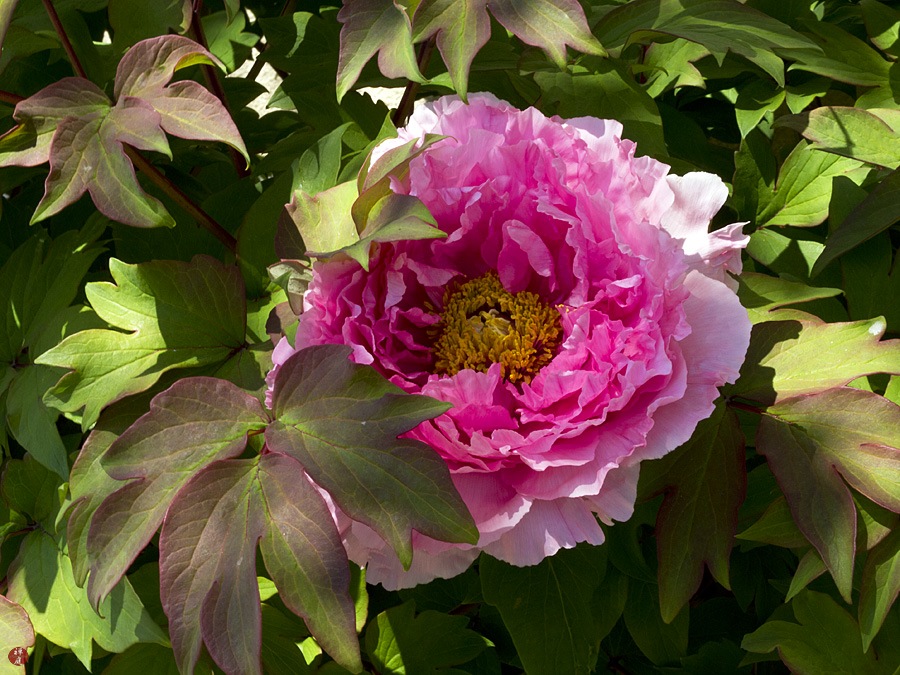 FROM THE GARDEN OF ZEN: A Haru-botan (spring peony) flower in Kencho-ji