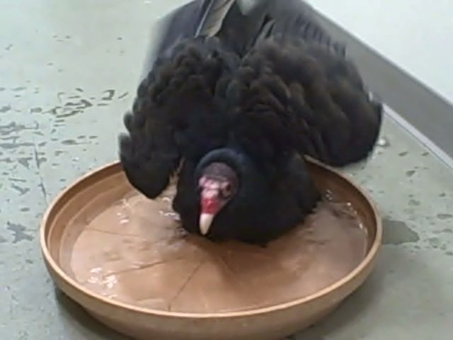 Vulture Takes Bath at VINS - Nature Blog