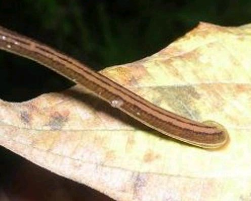 Tips Cara Mengatasi Serangan Pacet Pengganggu, | Banyak Cara dan Tips