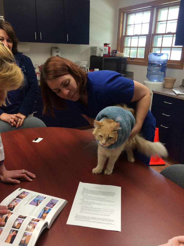 Heads-N-Tales from Hallettvet: What is a Cat Friendly Veterinary Practice?