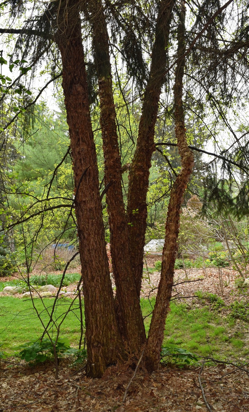 Prairiebreak: A perfect rock garden