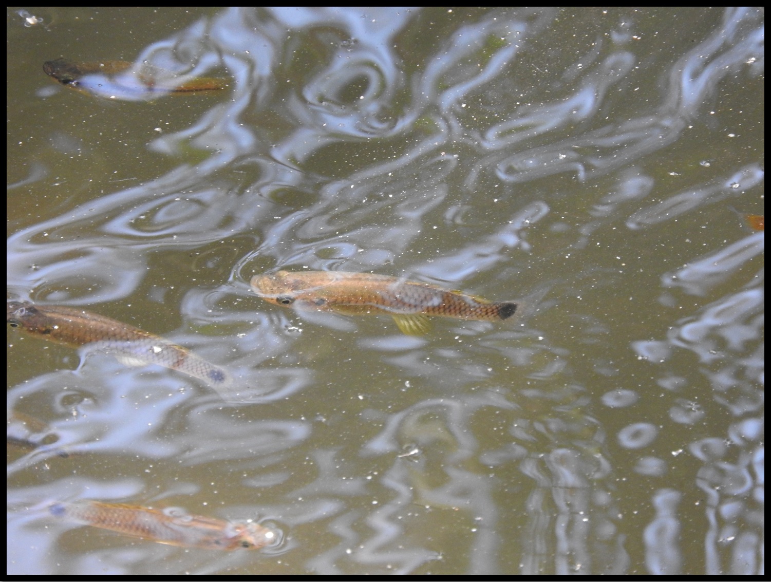 Biodiversidad de "El Bajío Profundo": PARQUE LOS CÁRCAMOS: REFUGIO ...