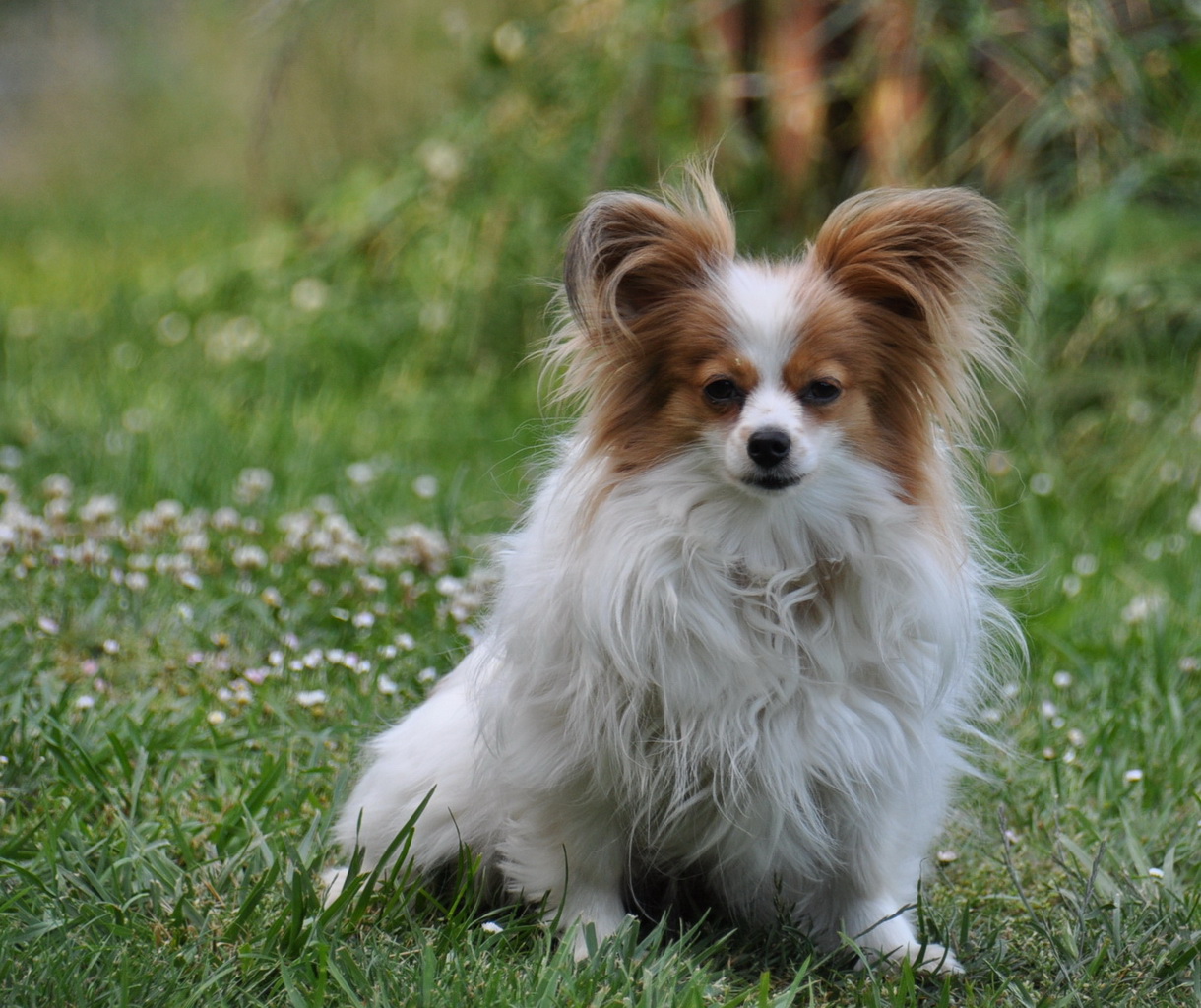 Road's End Papillons : Papillon Mom with 3 Daughters