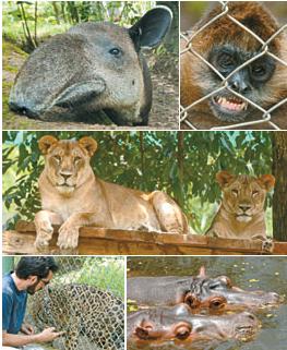 POR TODOS LADOS: Furesa: ¿un arma de doble filo?