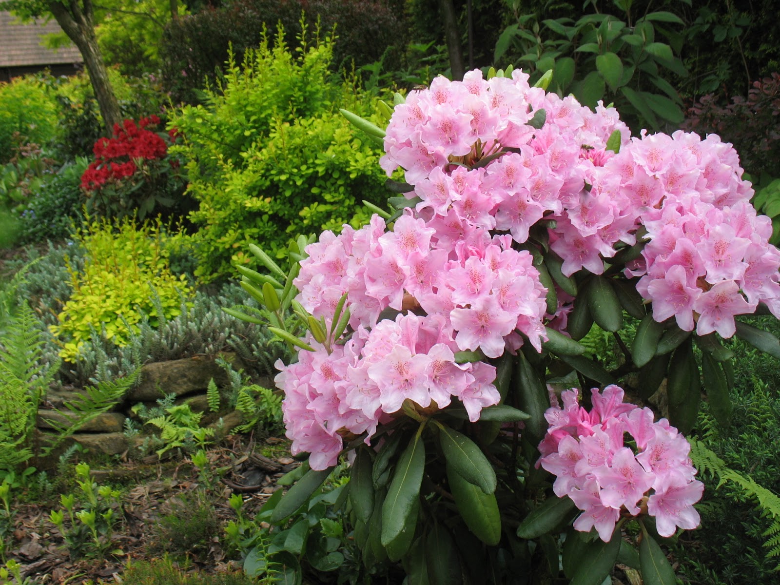 OGRÓD U STÓP KLASZTORU- ZIELONA OAZA : AZALIE I RODODENDRONY - UPRAWA I ...