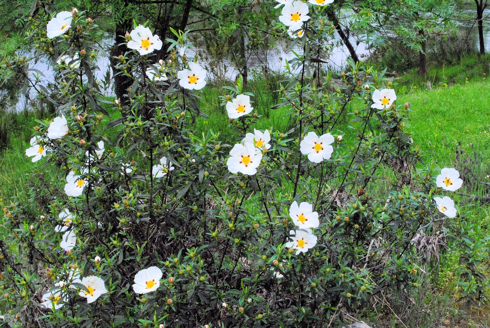 Arbustos y Matorrales "Ecosistema Ibérico"