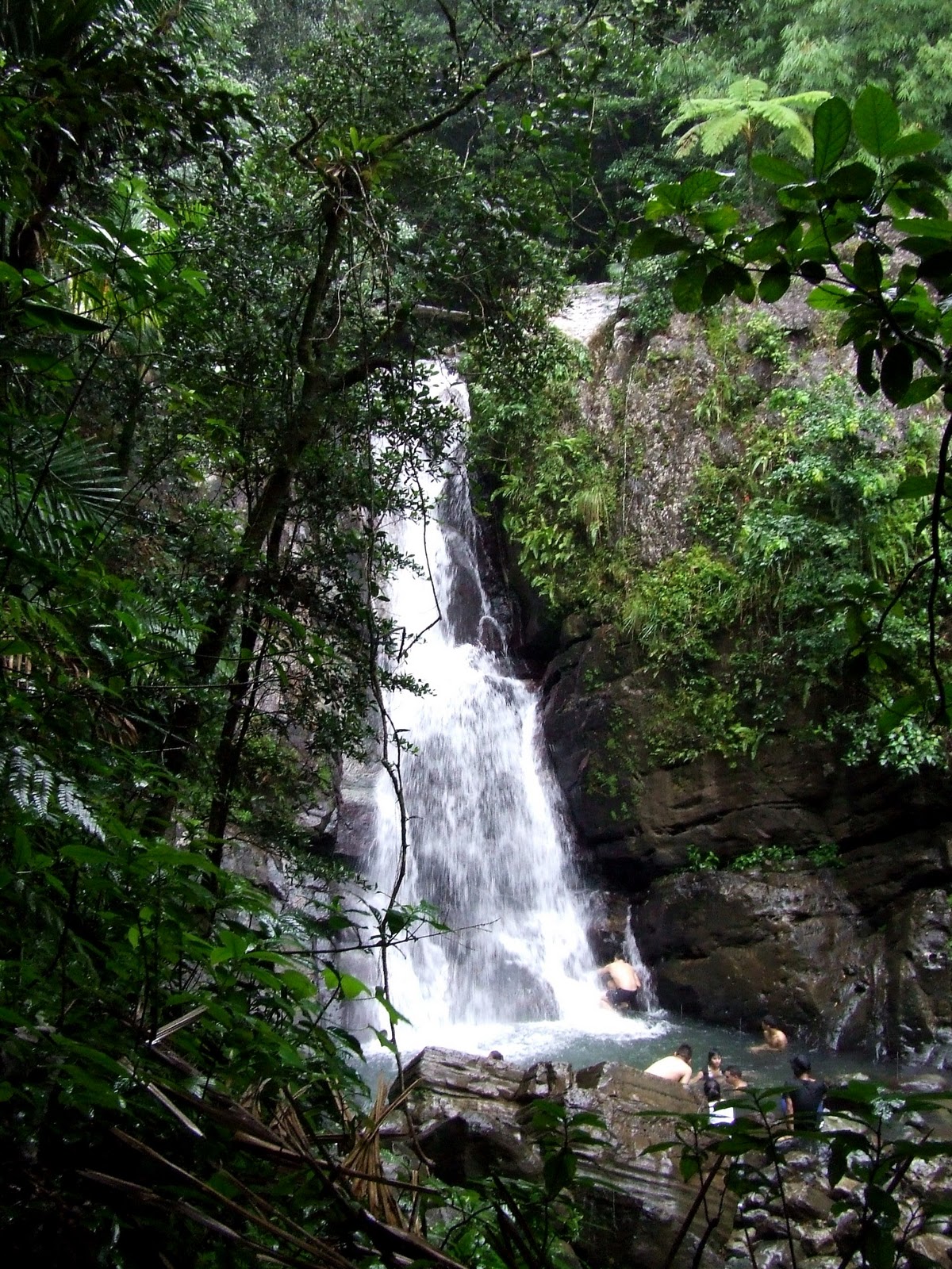 Living in the Rainforest: El Yunque National Forest