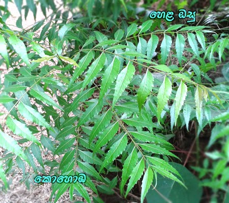 Hela osu: කොහොඹ (Kohomba)