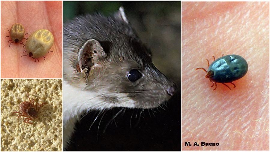 FOTO NATURA HUESCA 2: GARRAPATAS, IXODOIDEOS Ixodoidea Carl Ludwig Koch ...