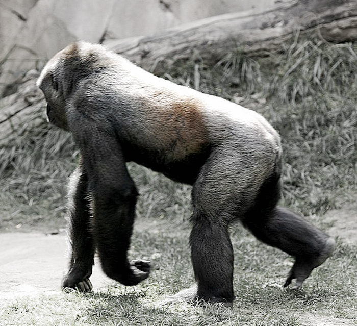 Gorilla Walking On Knuckles