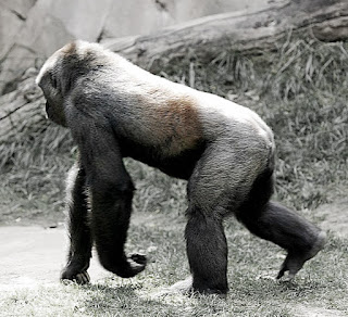 Humerus Revelations of the Naked Ape: Walk Like A Primate: Identifying ...