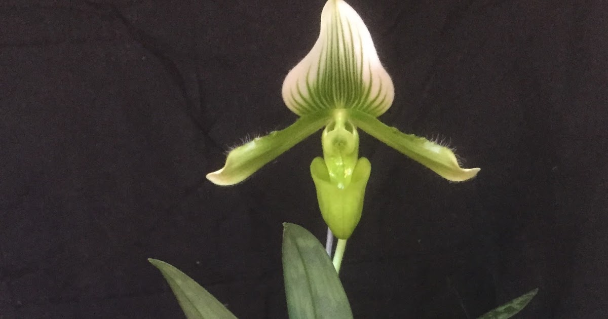 Paphiopedilum Maudiae 'Alba' ~ My GARDENING