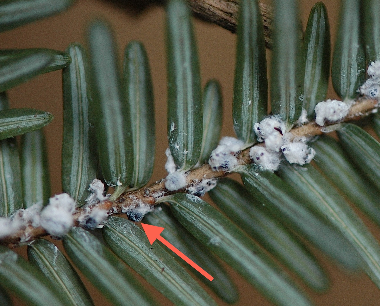 Field Biology in Southeastern Ohio: Hemlock Wooly Adelgid Reaches ...