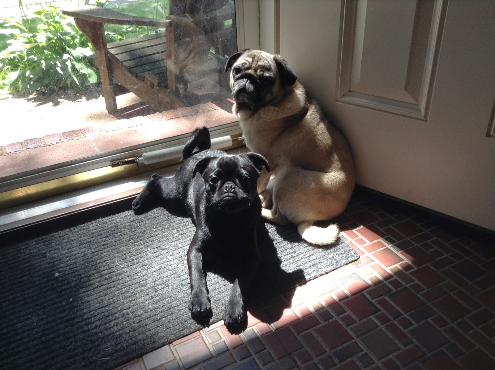 Too Cute Pugs
