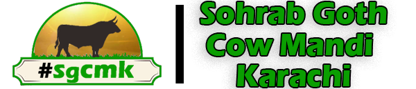 Cold Cow Syndrome - Sohrab Goth Cow Mandi
