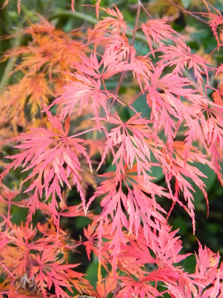 Garden Muses: A Small Toronto Gardening Services Company Blog: The ...