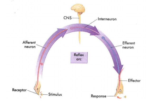 Refleks Nedir? Refleks Çeşitleri Nelerdir ve Refleks Muayenesi Nasıl ...