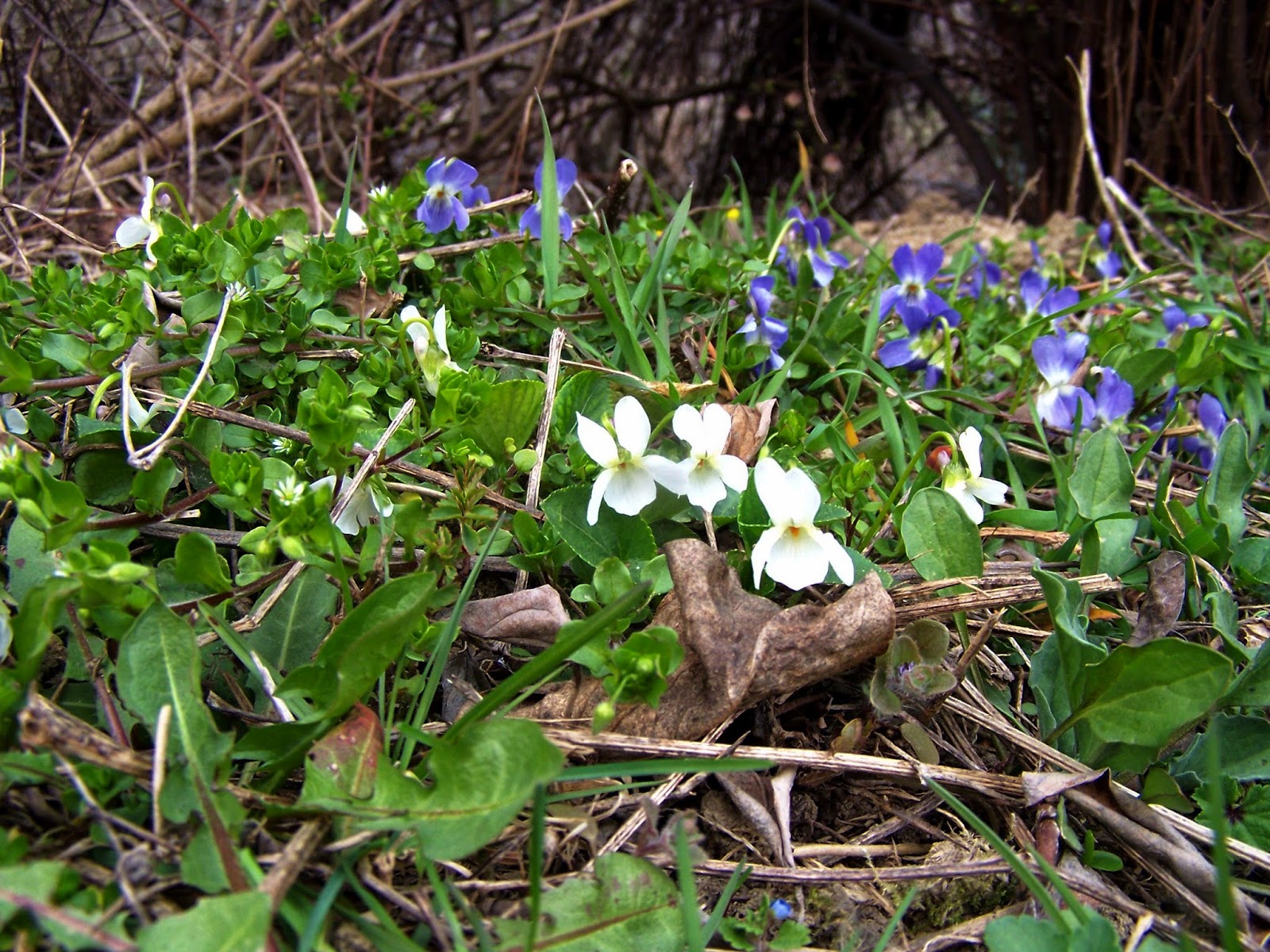 Vihar és napsütés: Mély erdőn ibolya-virág :)