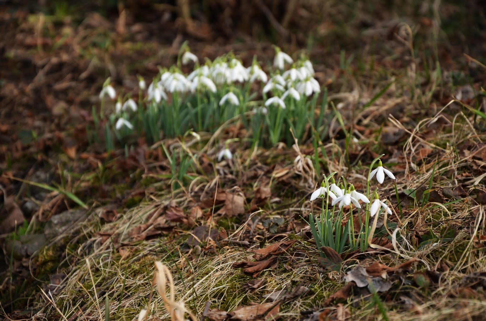 Pondělí: Jarní...
