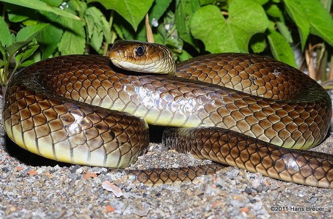 CatatanSekigawa: Ular Kayu/Priting (Ptyas Korros)