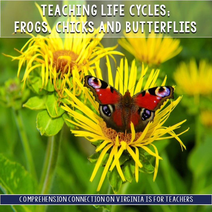A Teacher's Guide to Teaching Life Cycles: Frogs, Butterflies, and ...