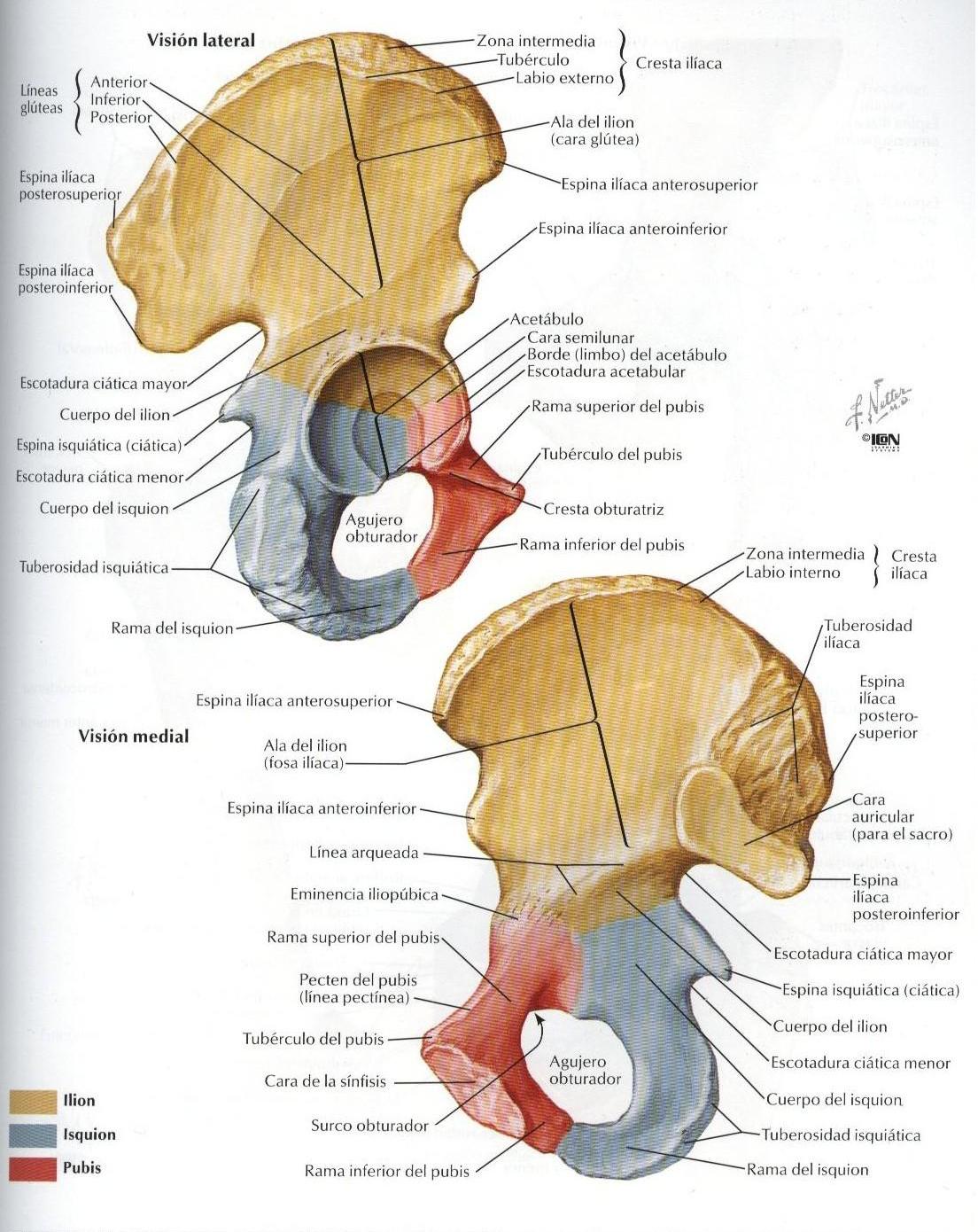Coxal Bone Anatomia Dos Ossos Anatomia Ossos Esqueleto Humano Anatomia ...
