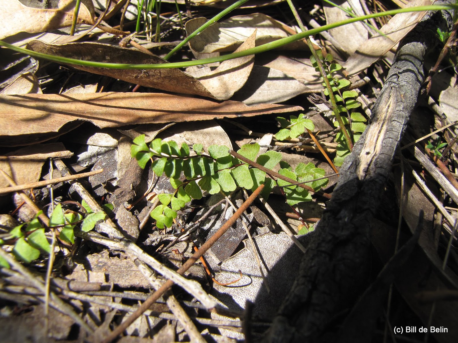 Sydney's Wildflowers and Native Plants: Lindsaea linearis - Screw Fern.