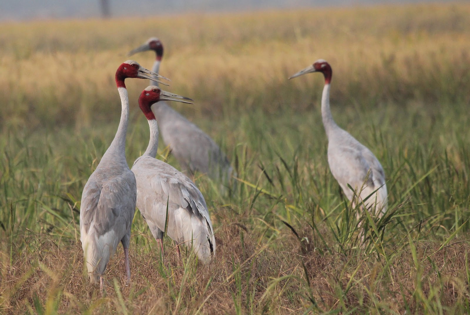 My Birding Trails...: World's tallest flying bird '' The Sarus Crane''