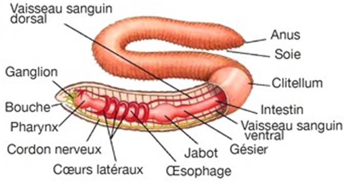 A-Hubgjardineur : Produire ses légumes: 17- Les vers de terre