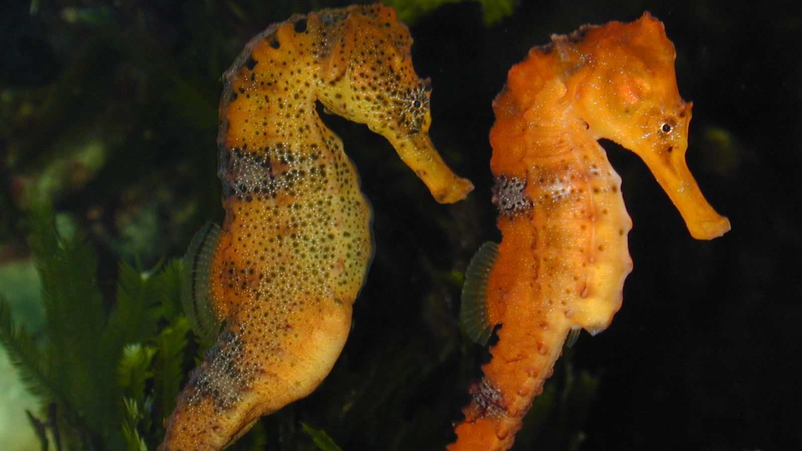 Real Monstrosities: Seahorse