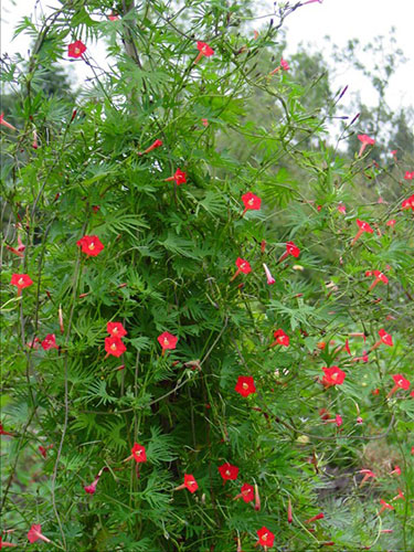 Ipomoea Cardinal Climber / Ipomoea Multifida
