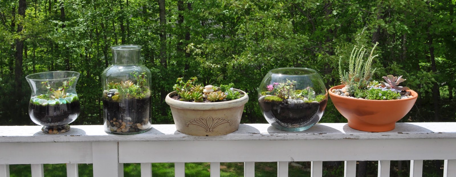 Fun With Barb: Small Scale Gardening