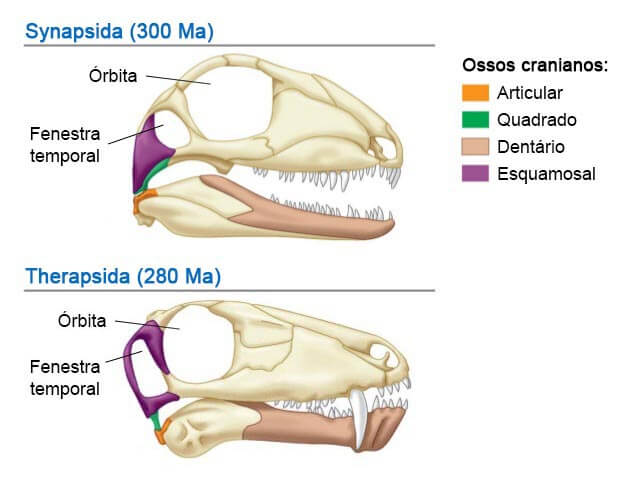 Mundo Pré-Histórico: Sinápsidos (Synapsida)