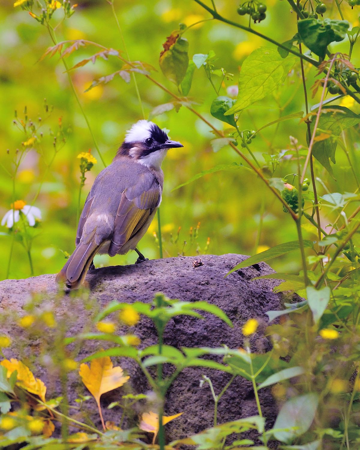 The Amazing Birds: Lighted-vented Bulbul (白頭翁), Pycnonotus sinensis