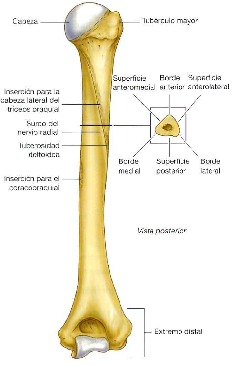 Anatomía.