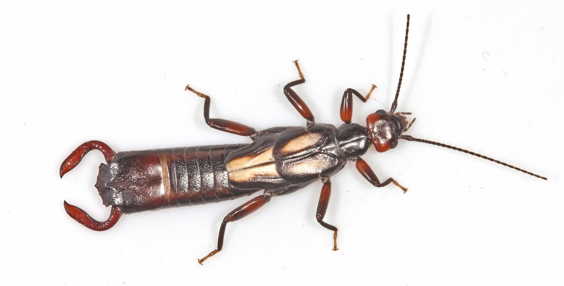 BunyipCo: Australian Earwigs