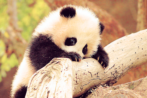 Panda tumblr - Imagui