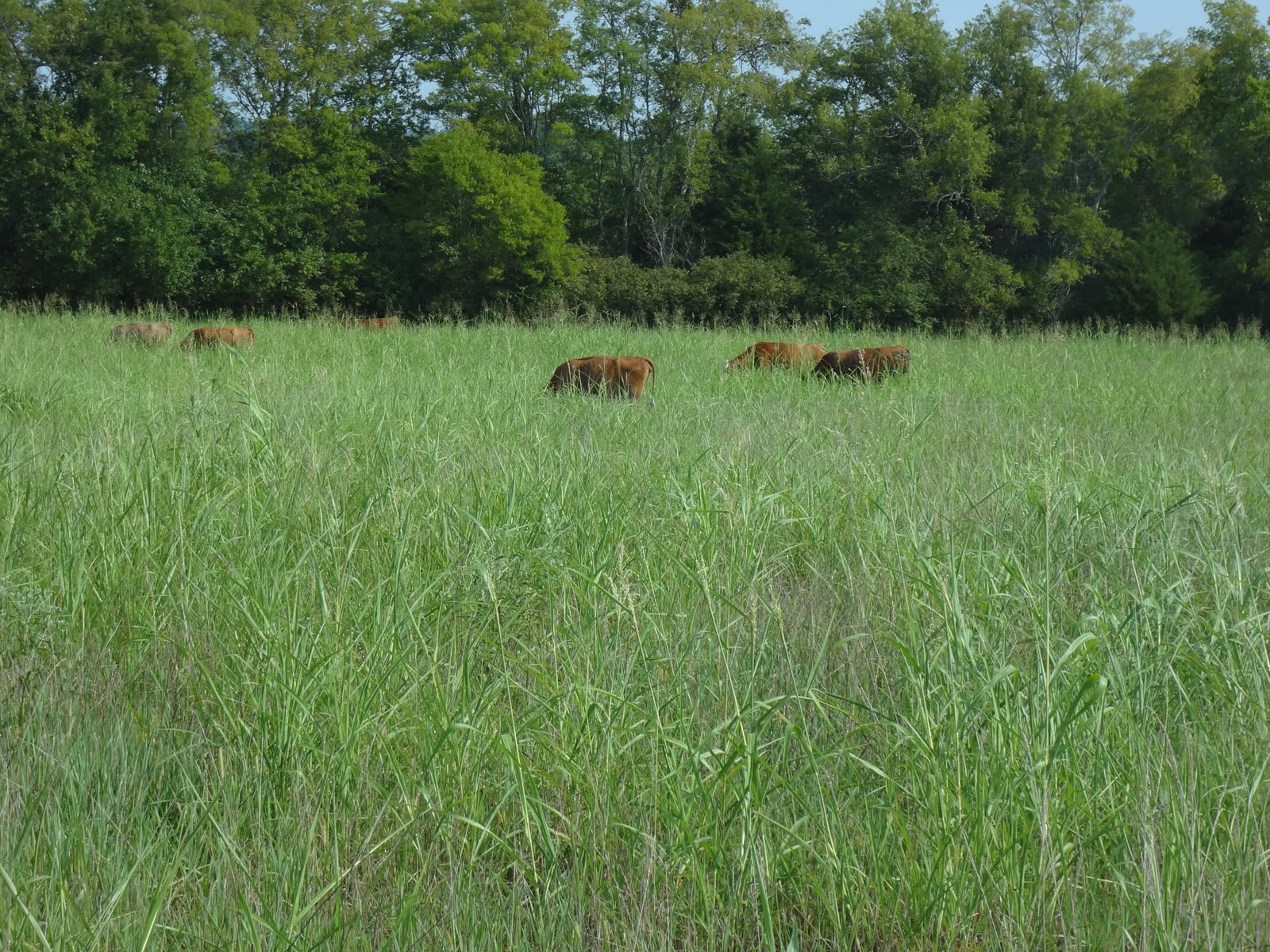 The ruminant goes mob grazing: Best practices
