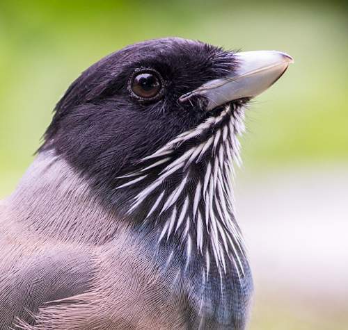 Black-headed jay images | Birds of India | Bird World