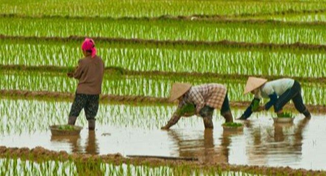 Cara Menanam Padi yang Baik Dan Menguntungkan - Bawang Bawangan