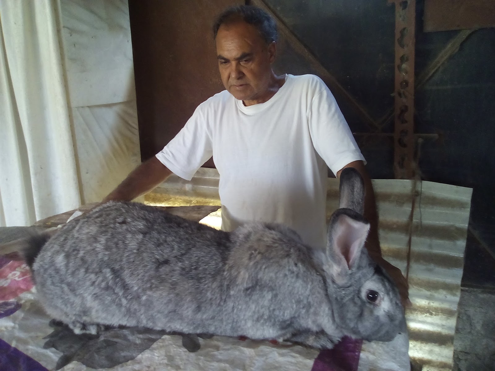 CONEJOS GIGANTES DE FLANDES: CONEJOS GIGANTES AHEDO CON MAS DE 40 AÑOS ...