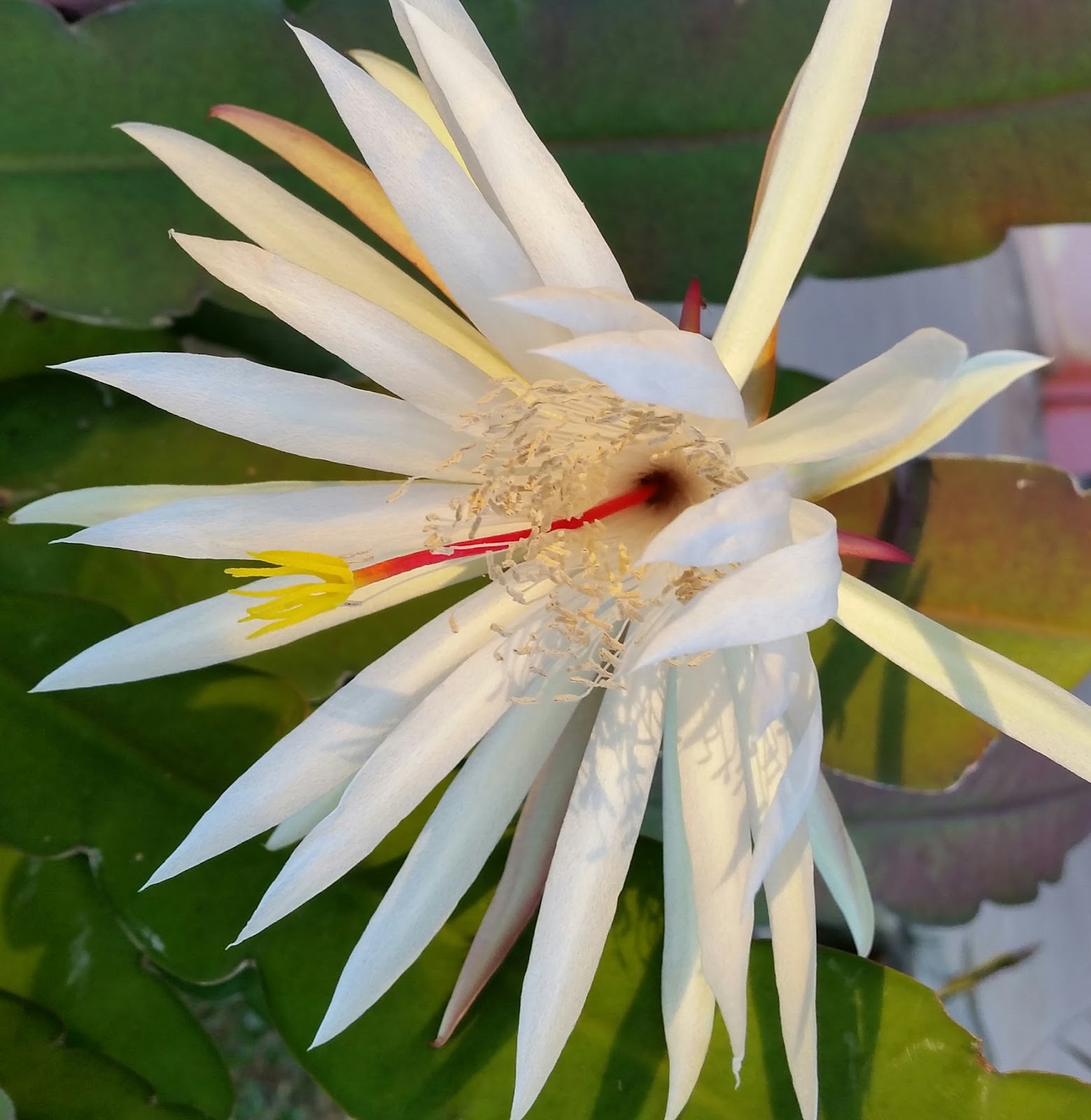 Warisan Petani: WW 73 : Bunga Bakawali