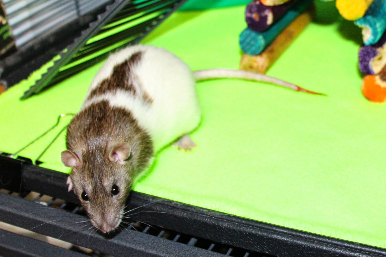 Ratropolis: What to Do for a Degloved Tail