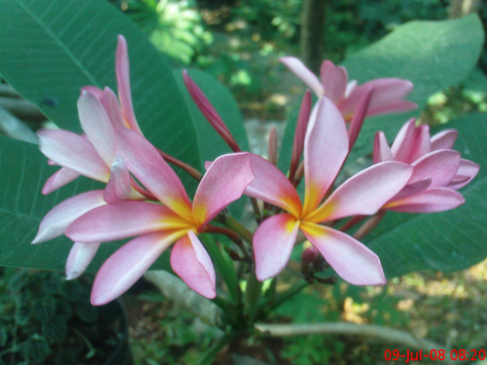 Riani's flower Blog: Bunga Kamboja (Plumeria)