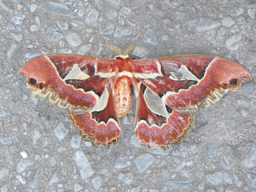 Gabrielle Cássia Fotografia: Mariposa conhecida como Bruxa